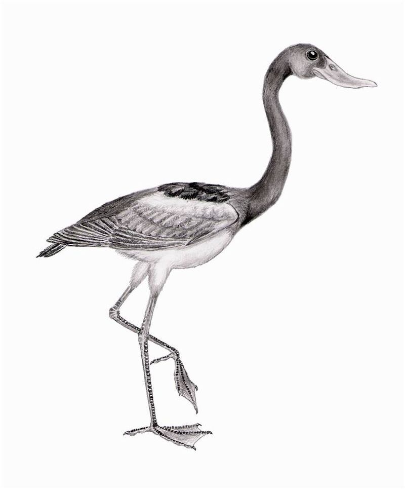 Gigantische loopvogel bewoonde 53 miljoen jaar geleden de Noordpool ...