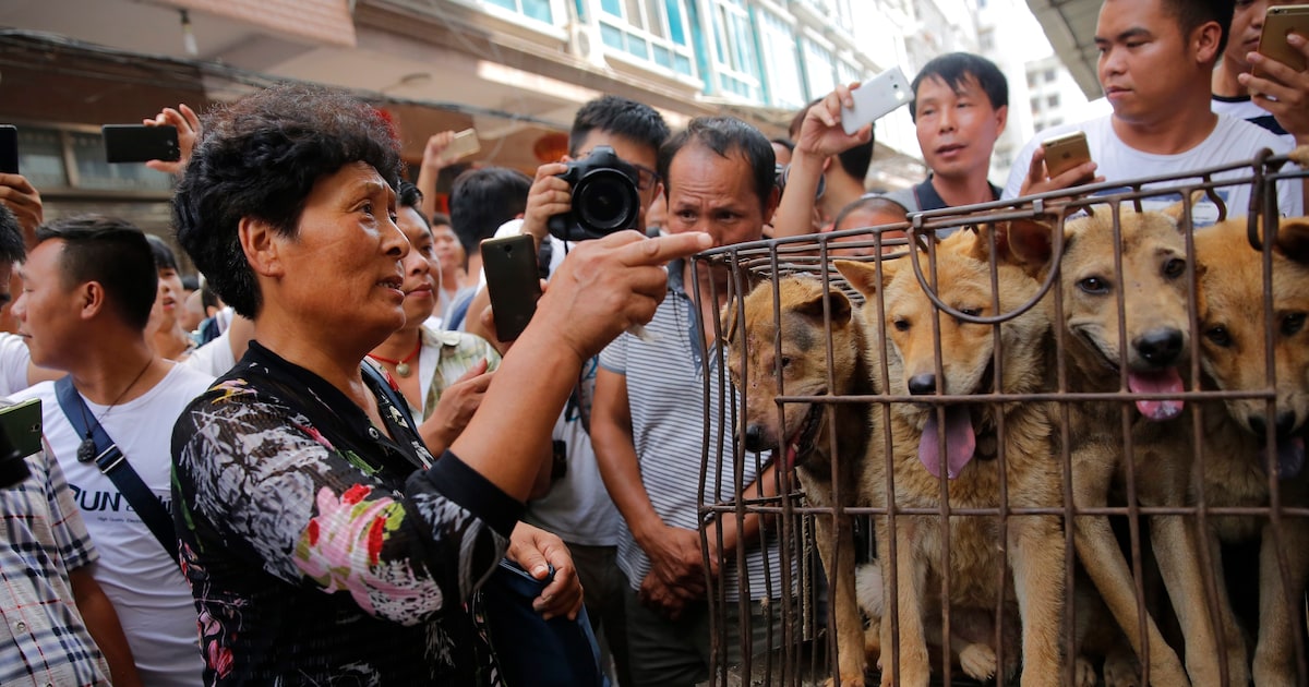China verbiedt hondenvlees op omstreden Yulinfestival | De Morgen