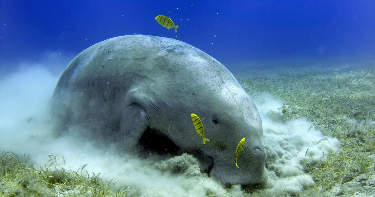Zeekoeien, zeeoren en zuilkoraal op de Rode Lijst: ‘De mens verwoest ...