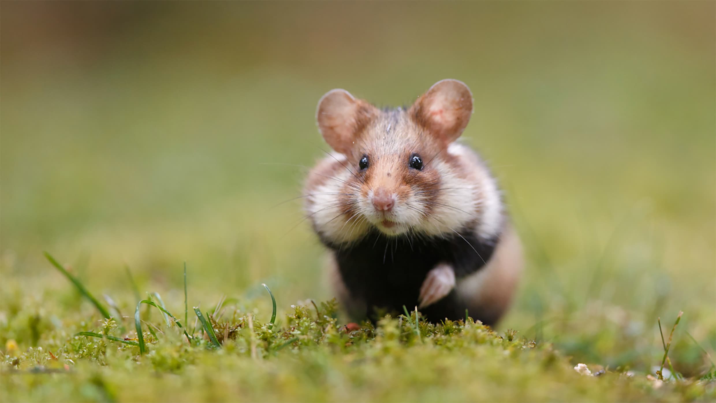 800.000 euro volstond niet, nu moet de rechtbank de wilde hamster ...