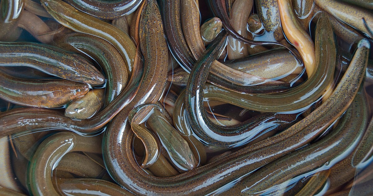 Vlaamse bioloog waarschuwt: "Onverantwoord om nog paling of baars te ...