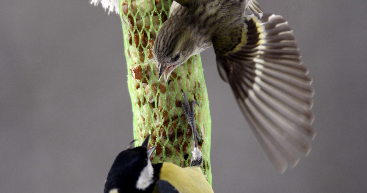 Spectaculaire toename van vink, keep en sijs | De Morgen
