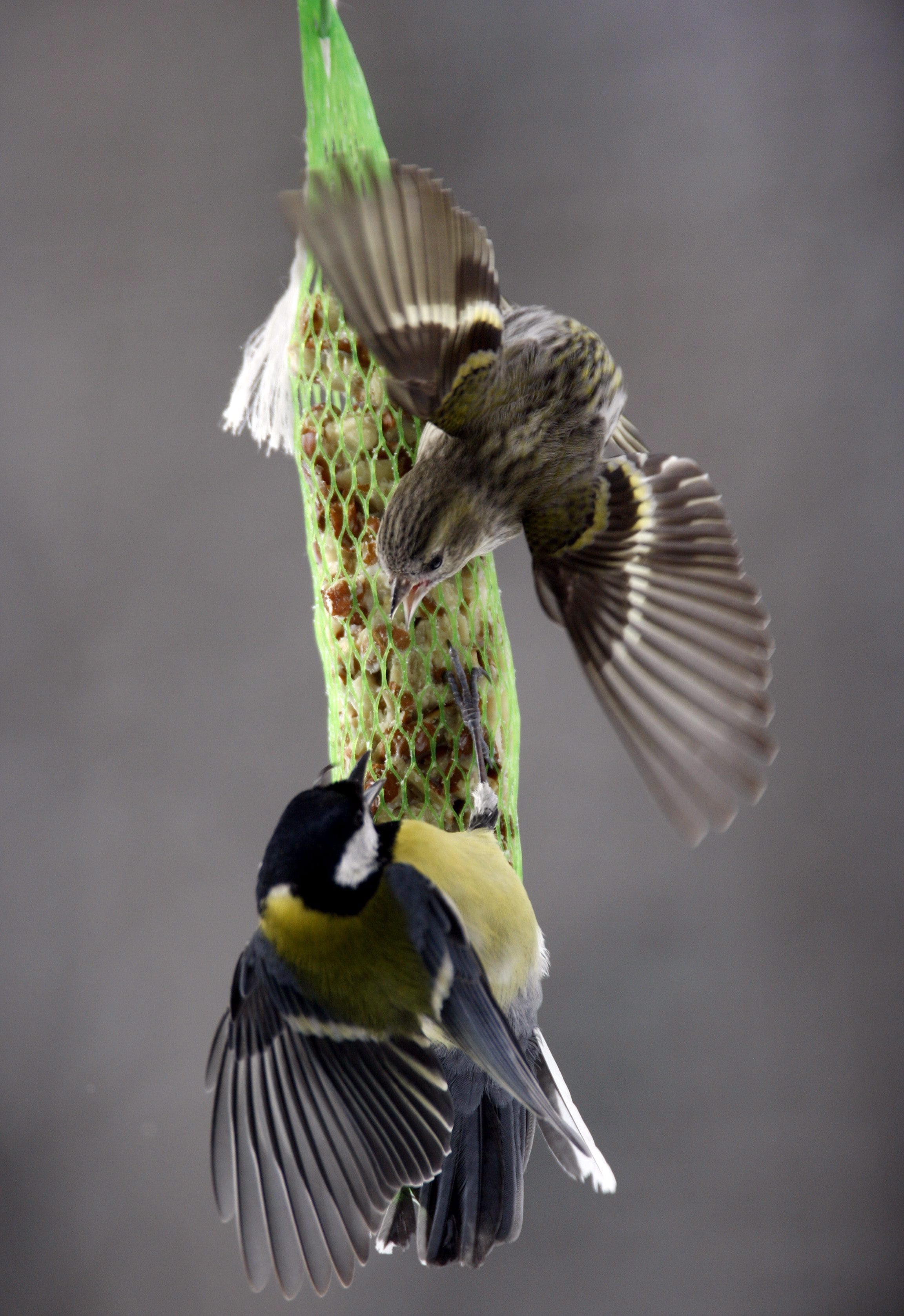 Spectaculaire toename van vink, keep en sijs | De Morgen