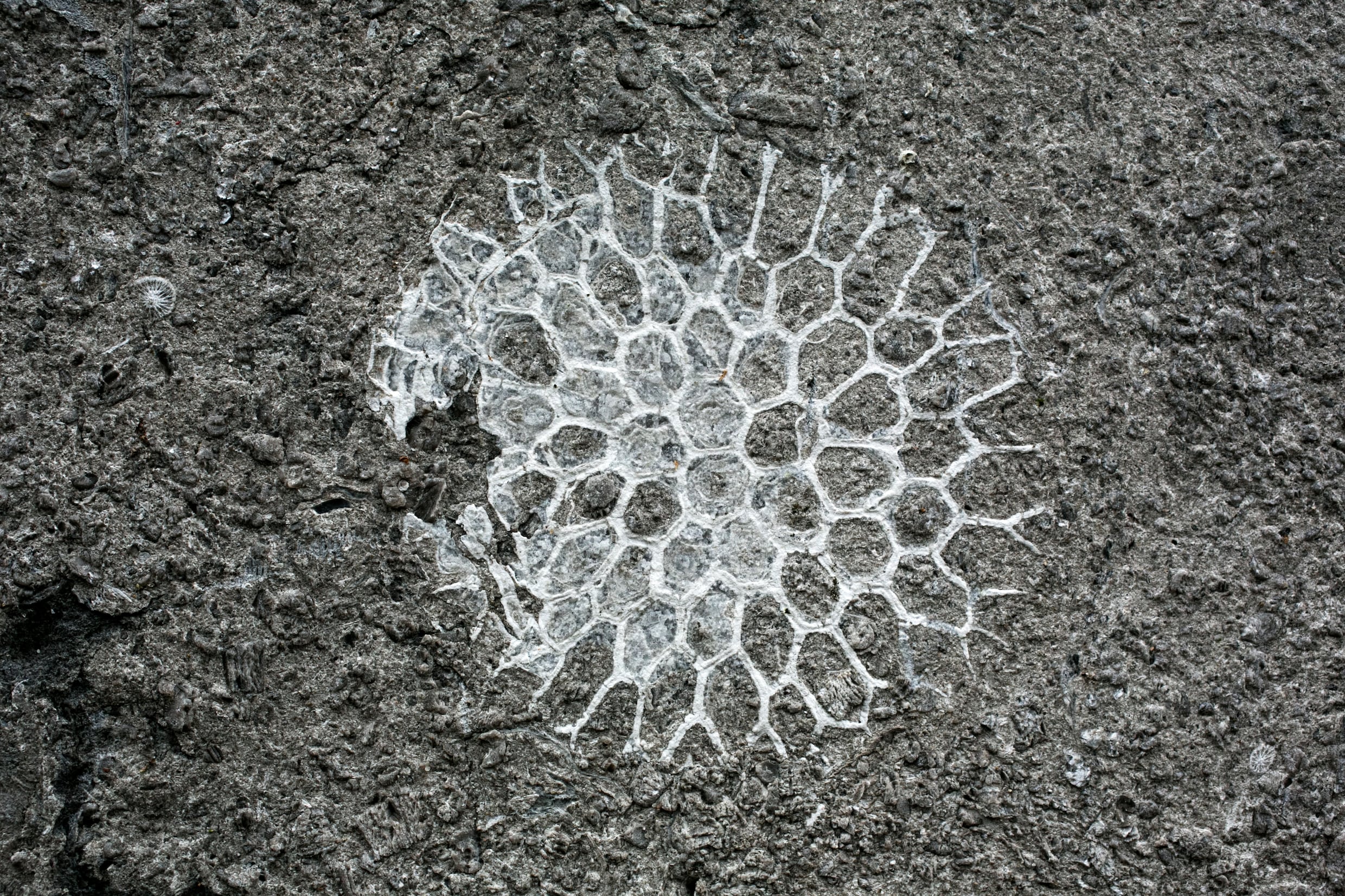 Deze man ziet wat u niet ziet: "De stad zit stampvol fossielen" | De Morgen