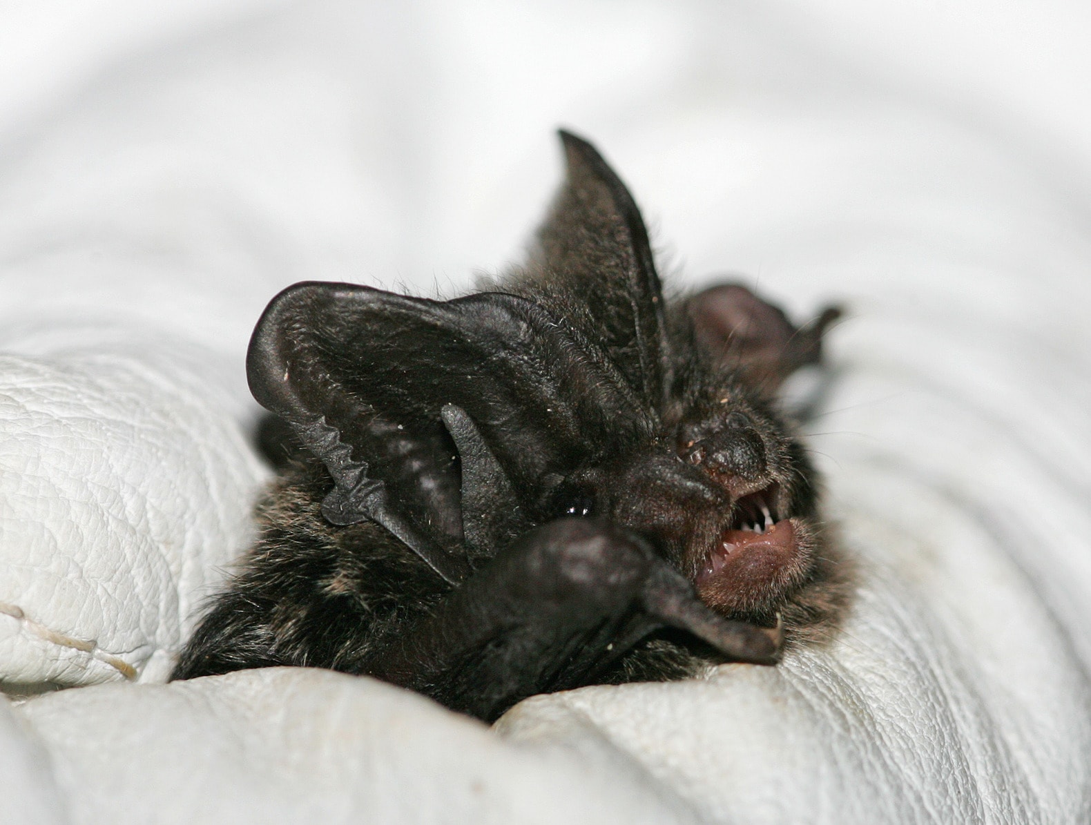 BatLife Europe roept mopsvleermuis uit als Europese Vleermuis van het ...