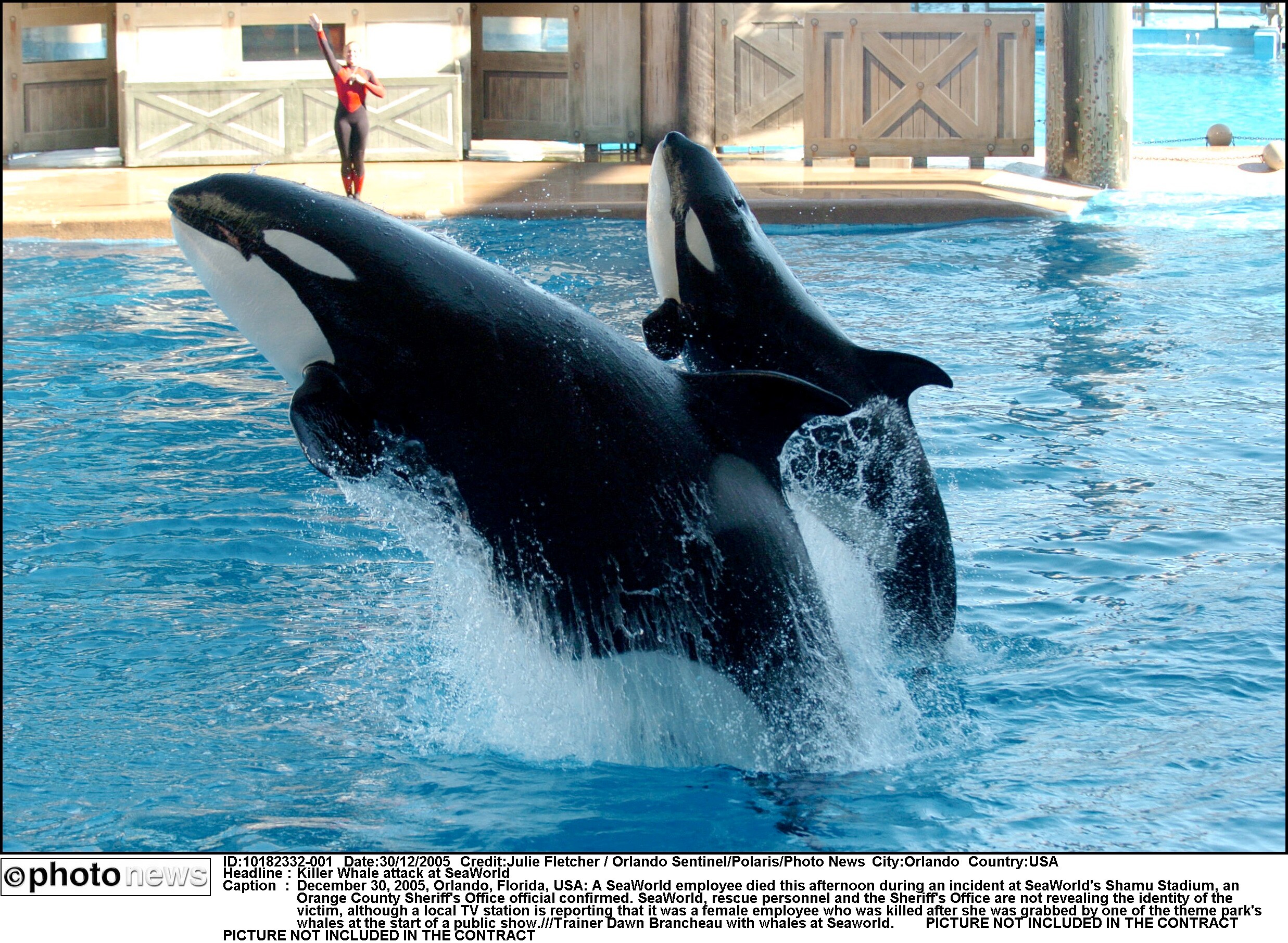 'Killer orka' Tilly treedt vanaf vandaag terug op in SeaWorld | De Morgen