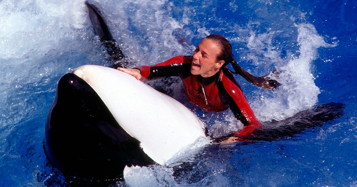 SeaWorld hervat shows met orka's 3 dagen na dood trainer | De Morgen