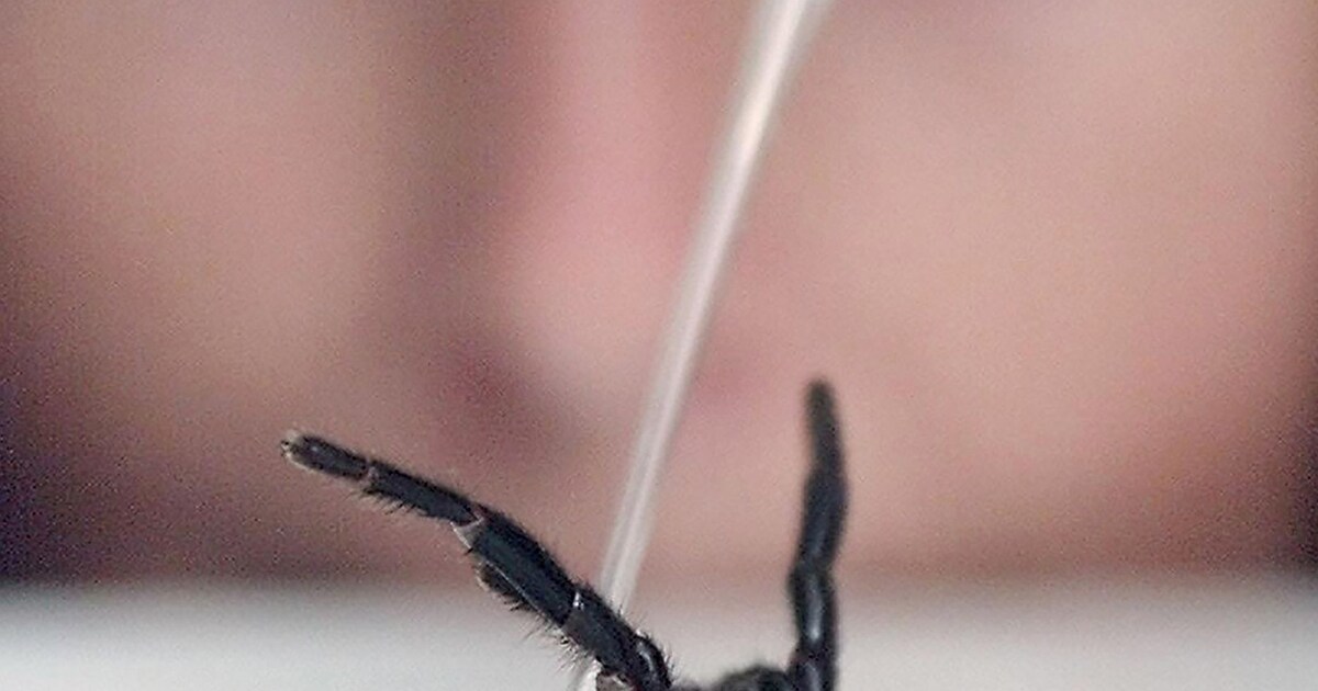 Grootste dosis tegengif ooit redt jongen van spinnenbeet | De Morgen