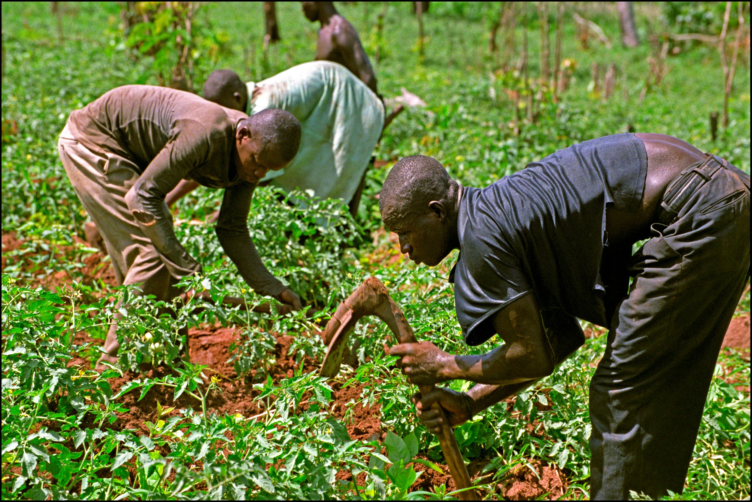 ‘Wij moeten van plofkippen terug scharrelkippen worden ...