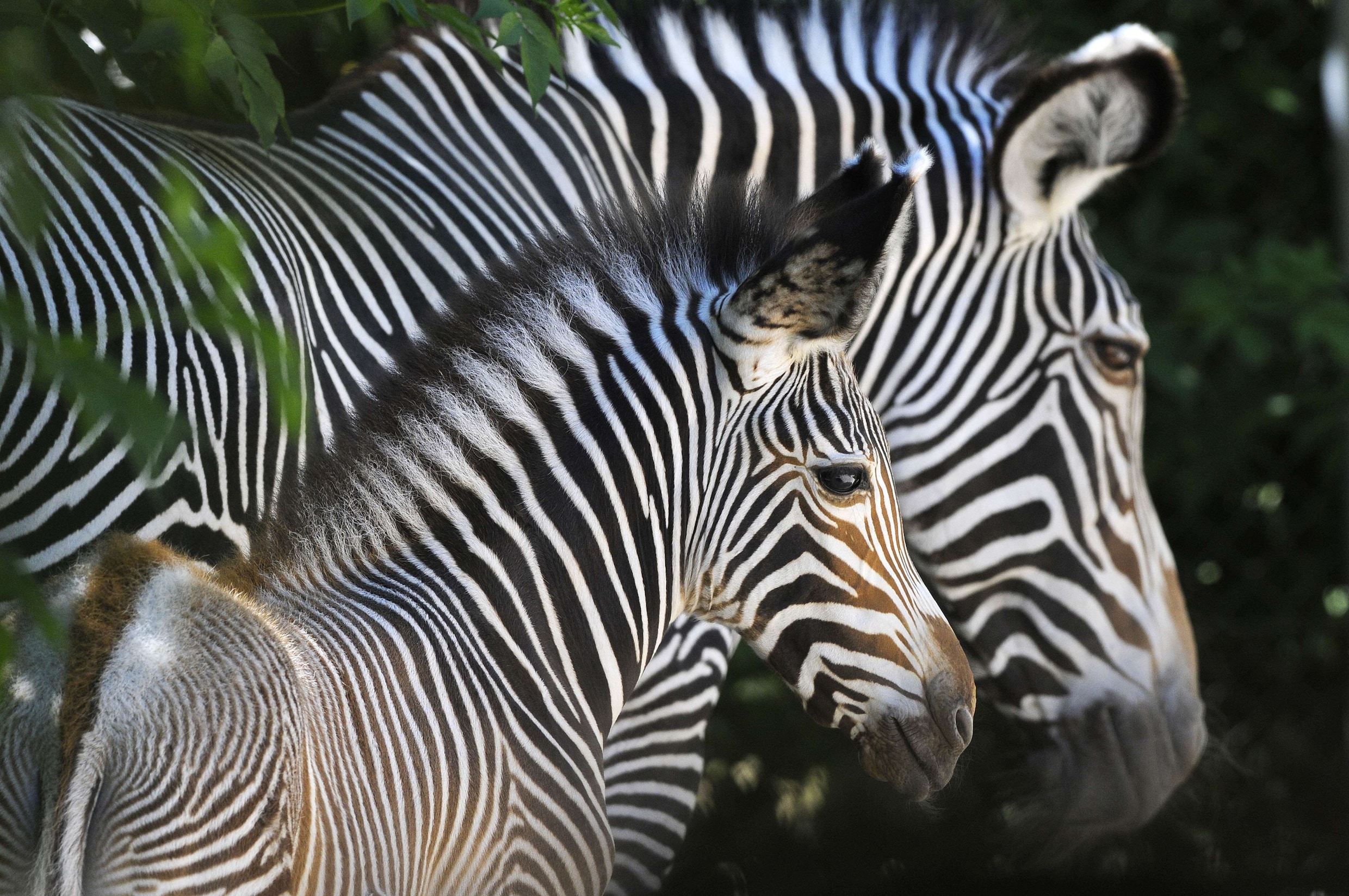 Wilde u ook al lang weten waarom zebra's strepen hebben? | De Morgen