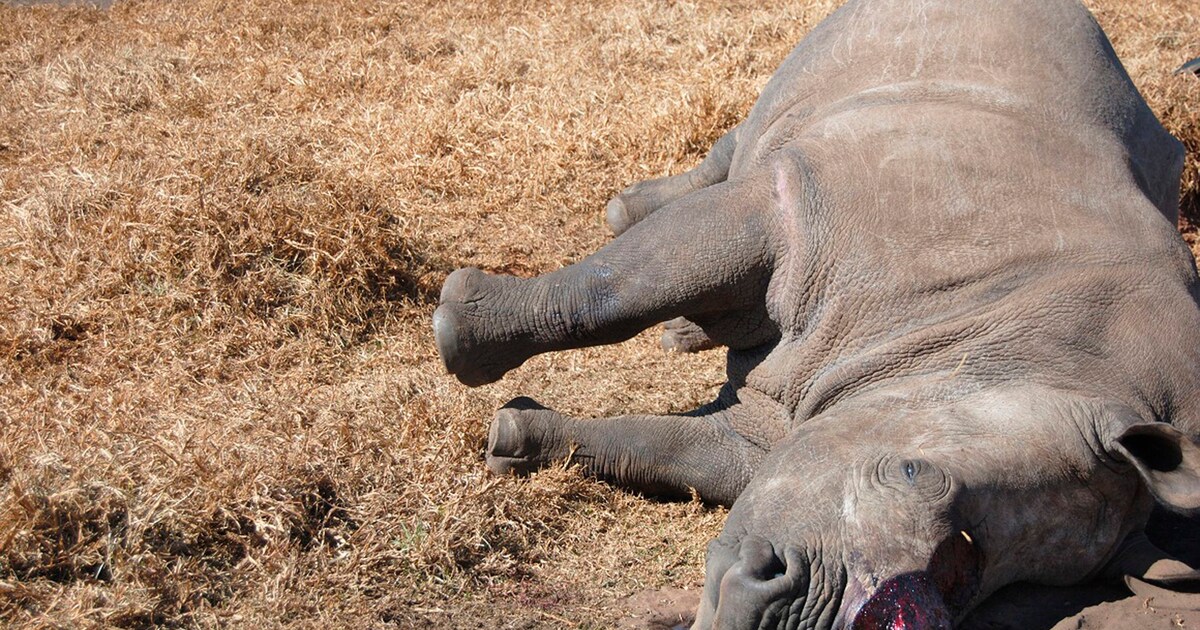 Opnieuw ivoor van neushoorns gestolen uit Belgisch museum | De Morgen