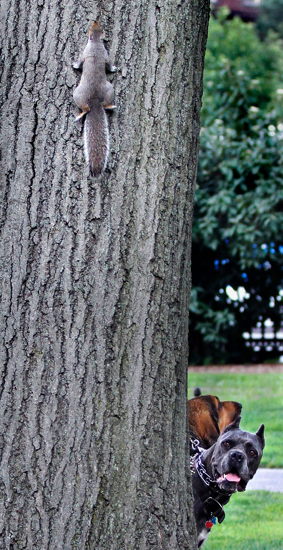 Zo traag als een slak? Dieren blijken gevaar voor honden | De Morgen